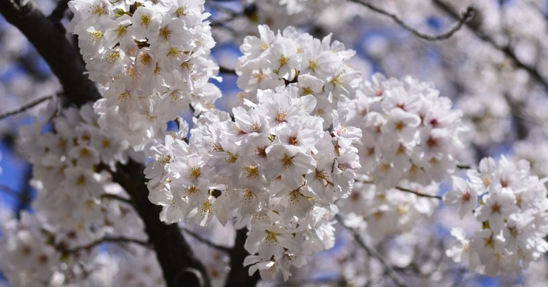 Daichi Okamoto｜note