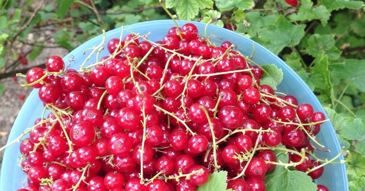 週末はヌービルで過ごした。｜Ricka