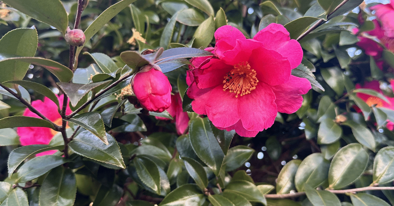 bun ubuntu install｜blue06_2022