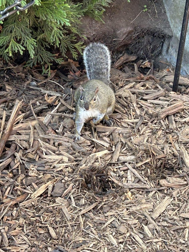 サンフランシスコ旅行記6 ゴールデンゲートパーク、日本茶園、ボタニカルガーデン、デ・ヤング美術館など。｜YASUHIRO SAN