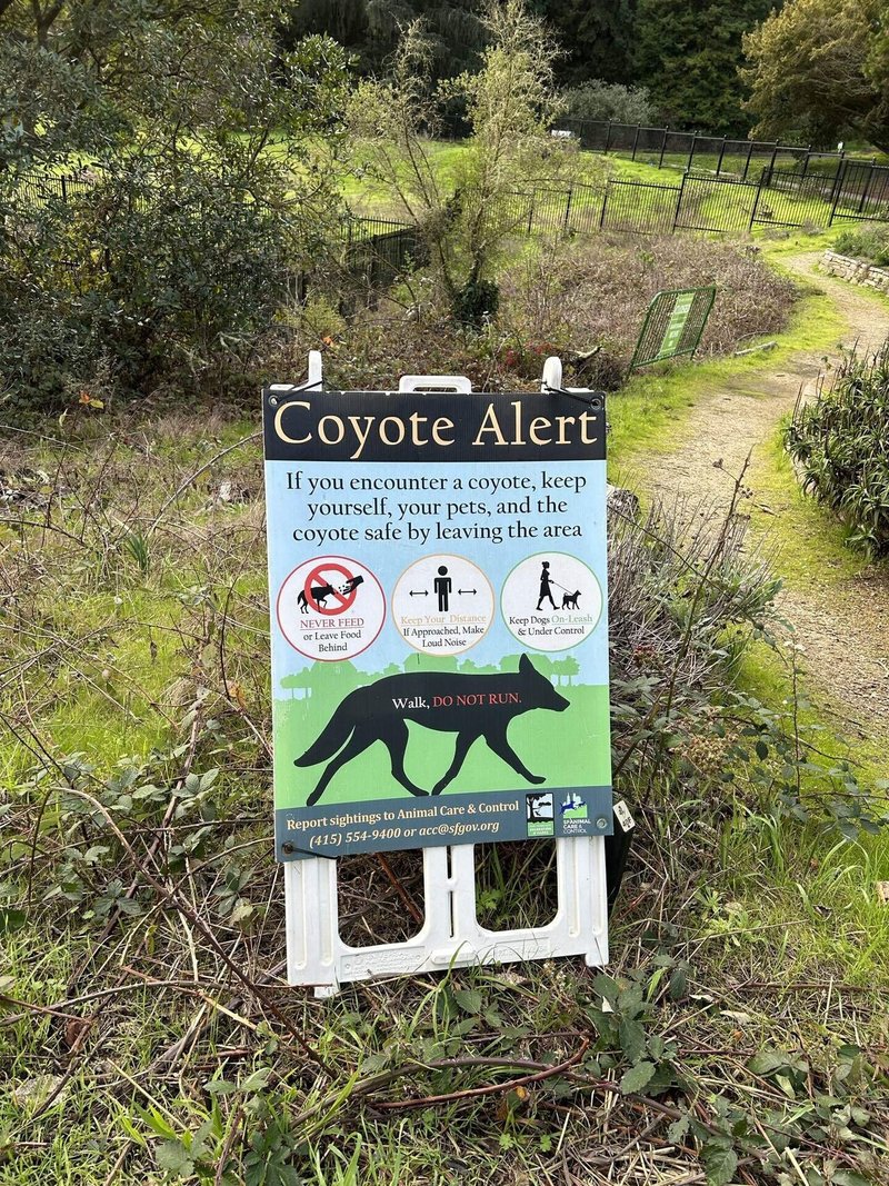 サンフランシスコ旅行記6 ゴールデンゲートパーク、日本茶園、ボタニカルガーデン、デ・ヤング美術館など。｜YASUHIRO SAN