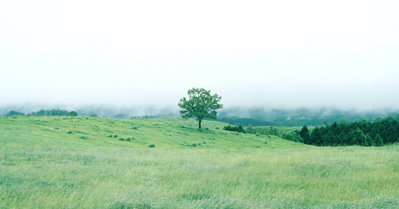 日々と木々｜Shotaro Hamasaki