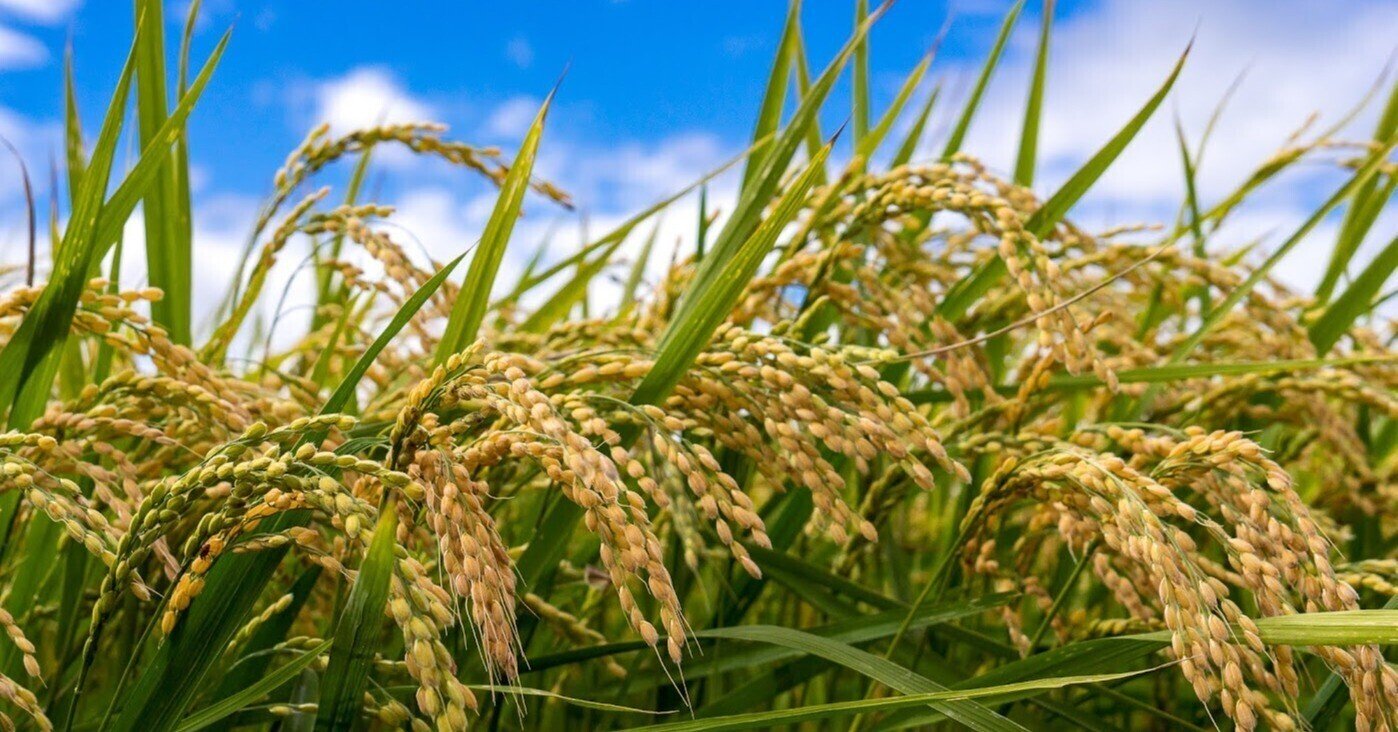 果たし得ていない約束 ／ 司法試験 as my lifework｜note