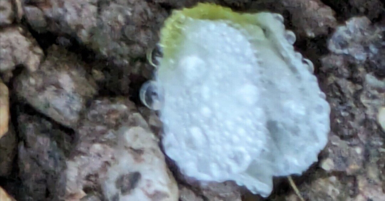 一枚の画像~開いた｜ichiro70