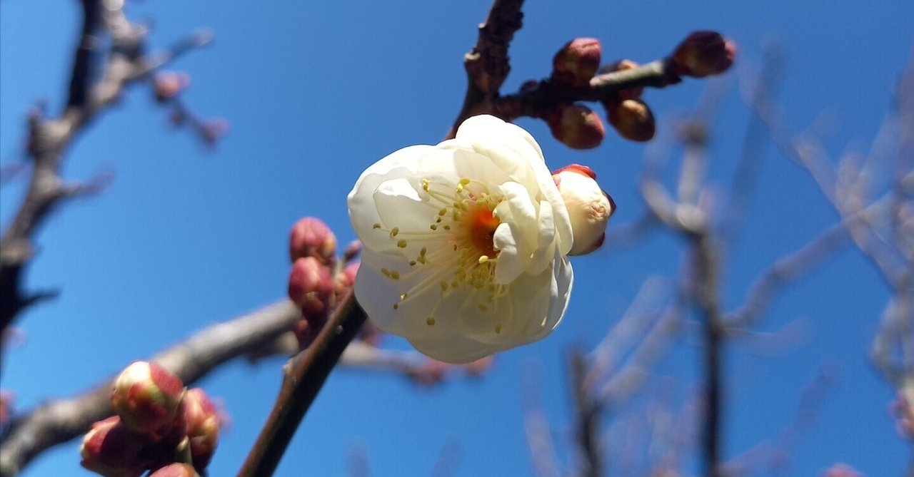 【今日1月31日水のおうし座♉オンリー占い】水瓶座♒冥王星に破壊された跡地に新たな未来を建設していく 2024年2月が開幕する