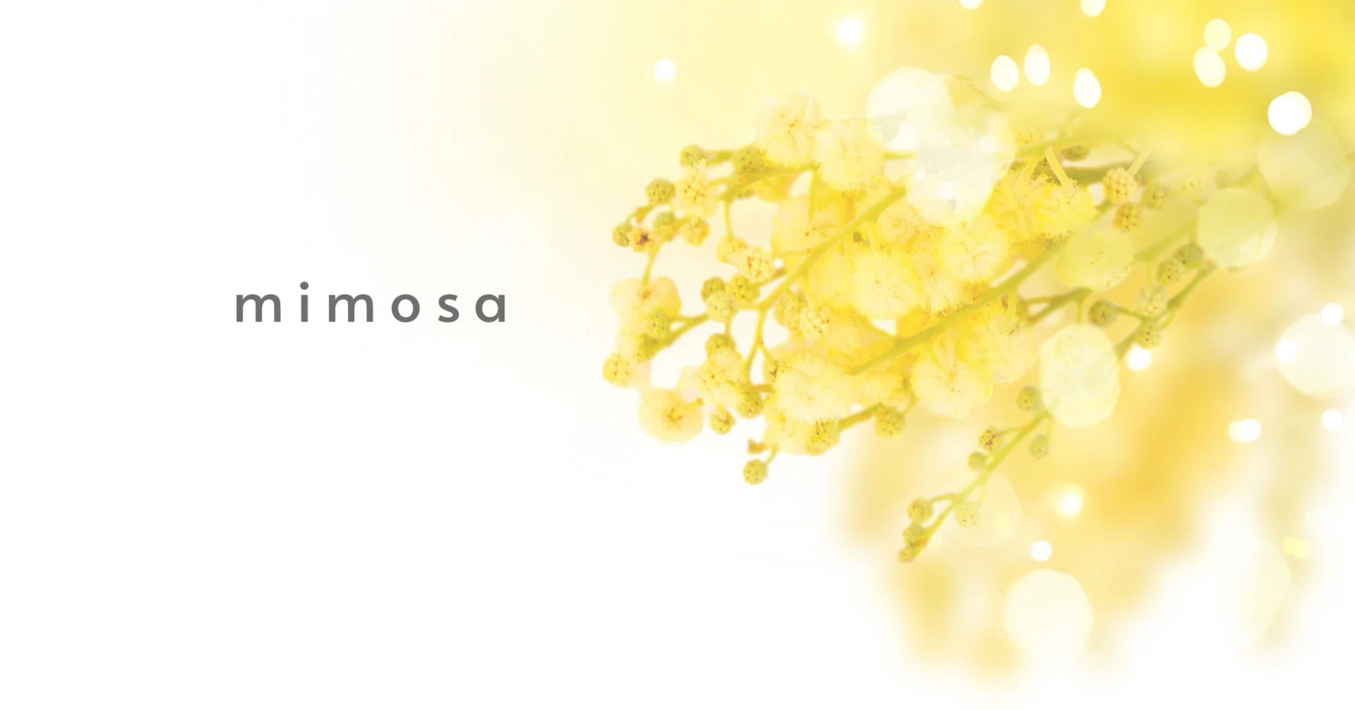 mimosa｜note