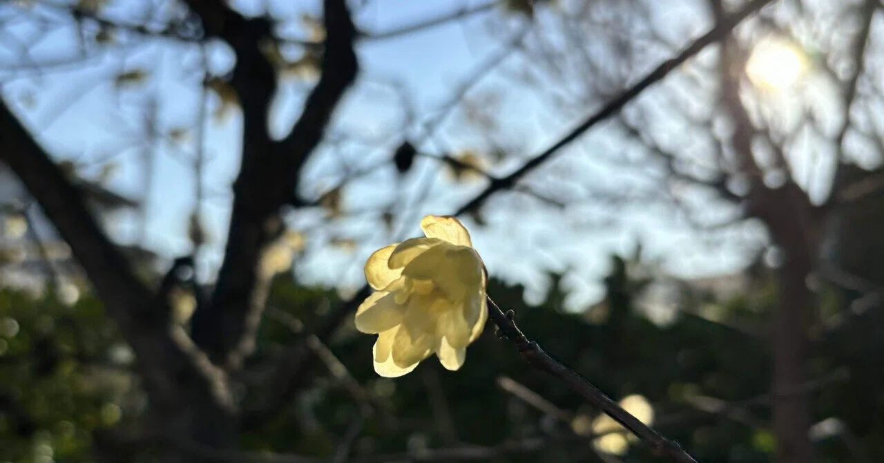 最新のVDOT｜hachiatry