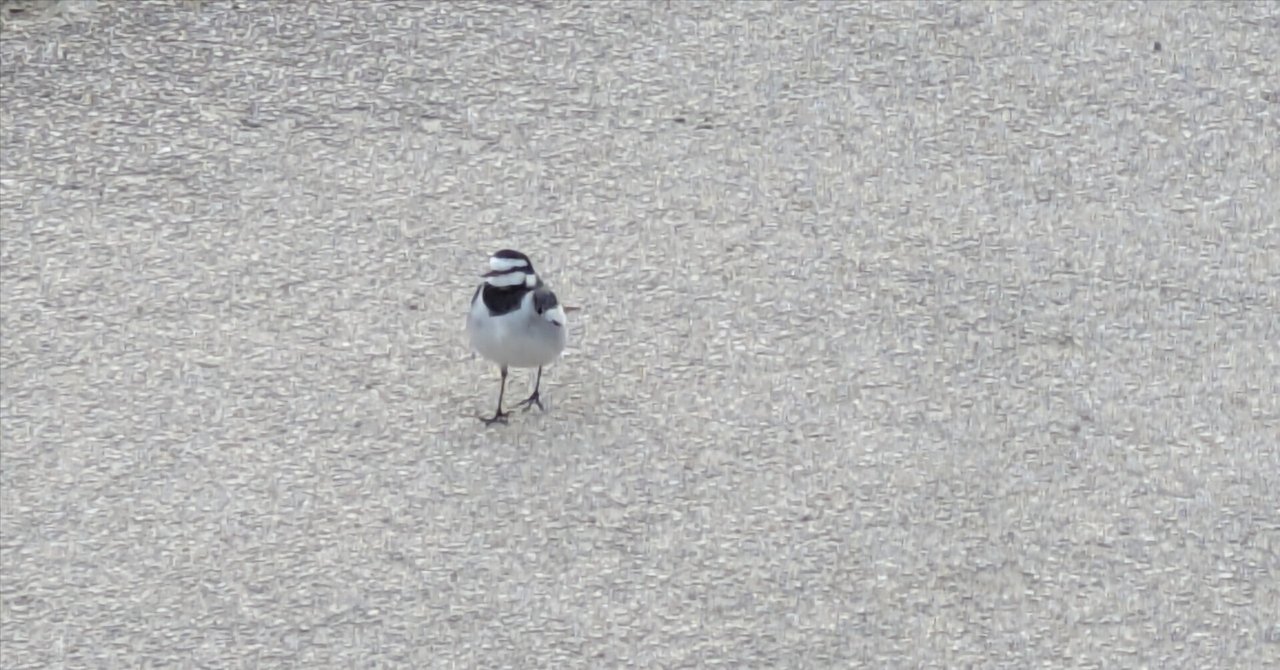 一枚の画像~ハクセキレイ｜ichiro70