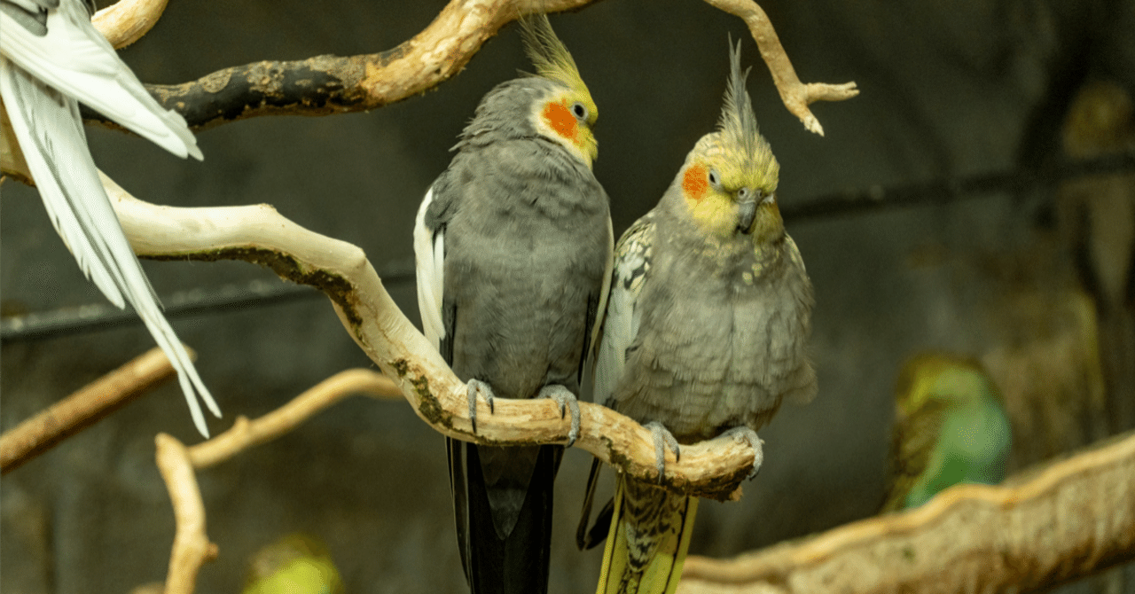 （19）The Future of ‘Birds-first’ Breeding「次の繁殖期に備えるために」｜鳥爺