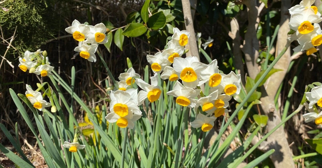 水仙花盛り｜之哲／Yuki Satoru