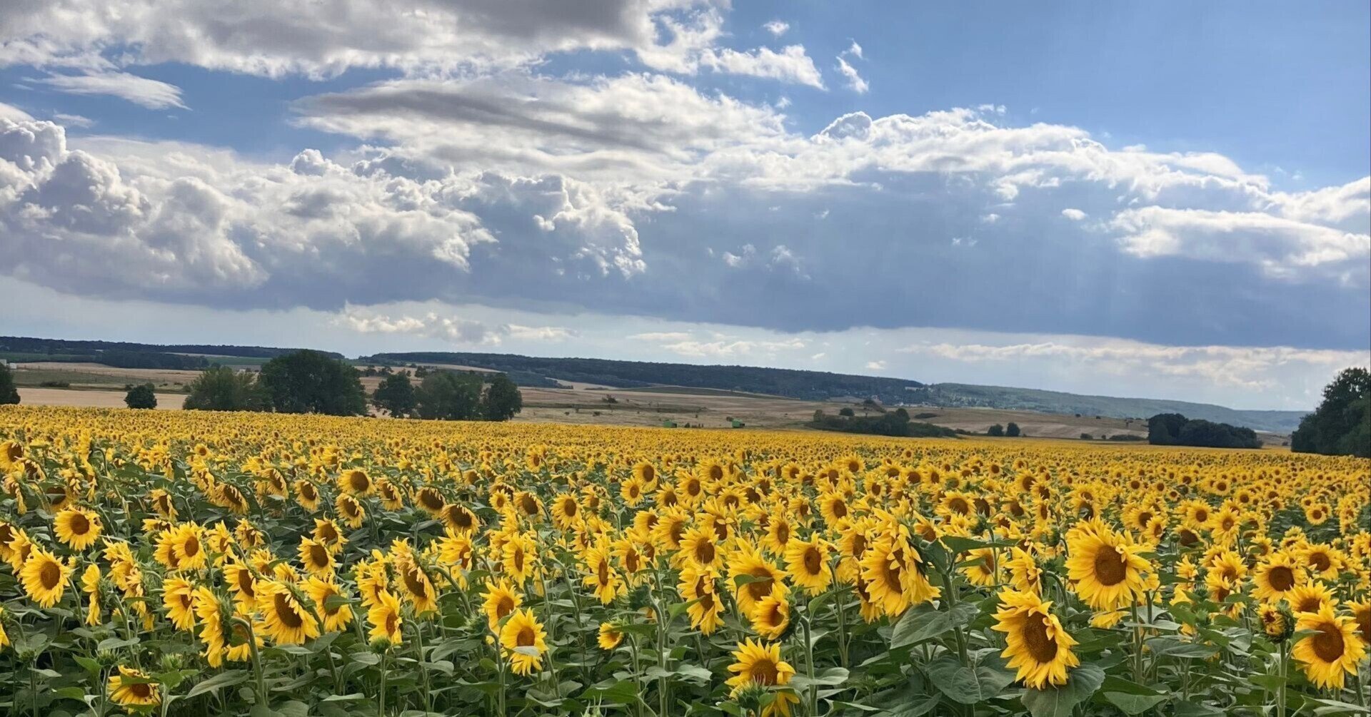 岡田 真奈｜Mana Okada｜note