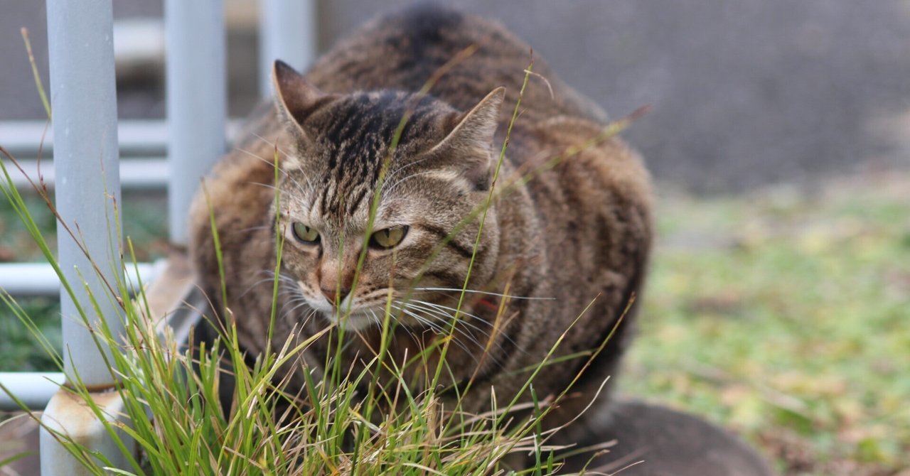 引き渡し完了｜紅＝猫の瞳に恋する執事 Ti amo♡ ＃キジトラ ＃note ＃小説 ＃エッセイ ＃猫がいる幸せ