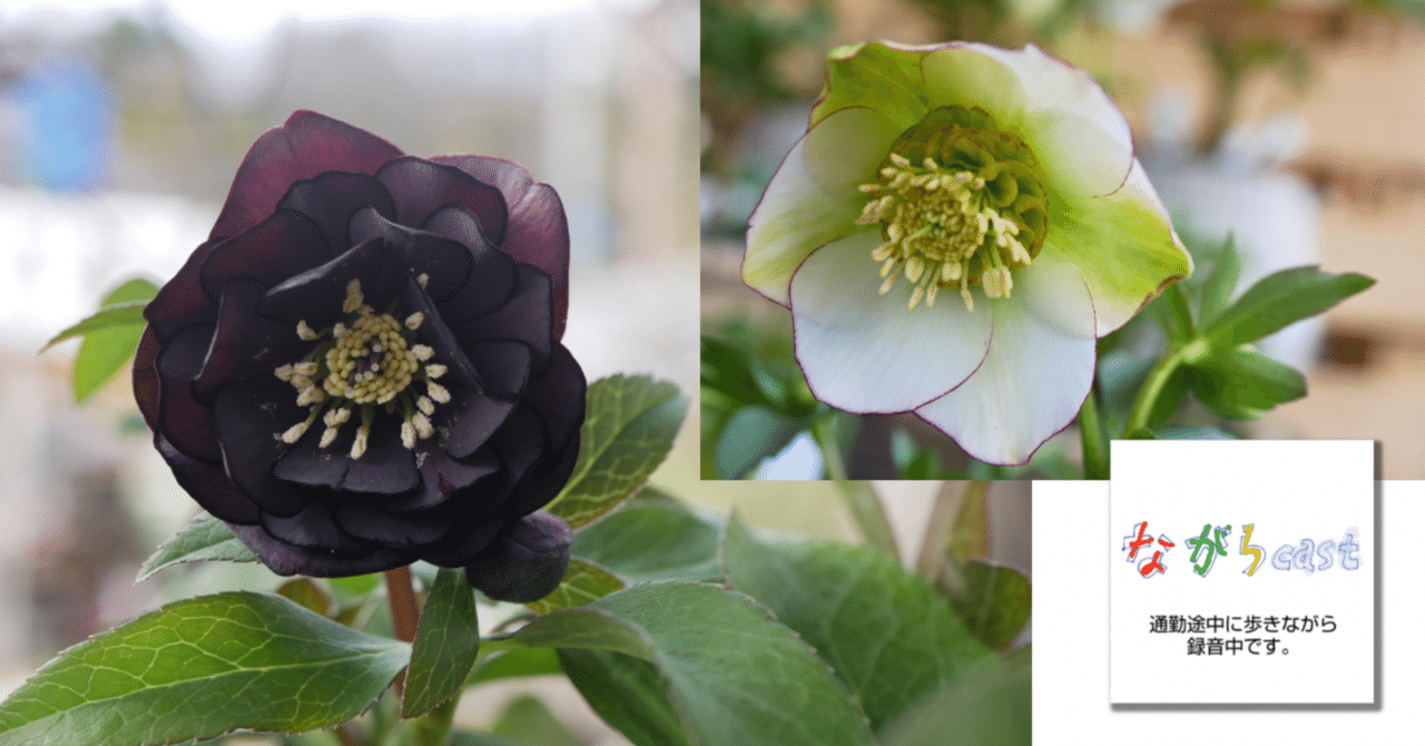 ながらcast3/155 クリスマスローズを買いに横浜へ｜ササユキ sasayuki