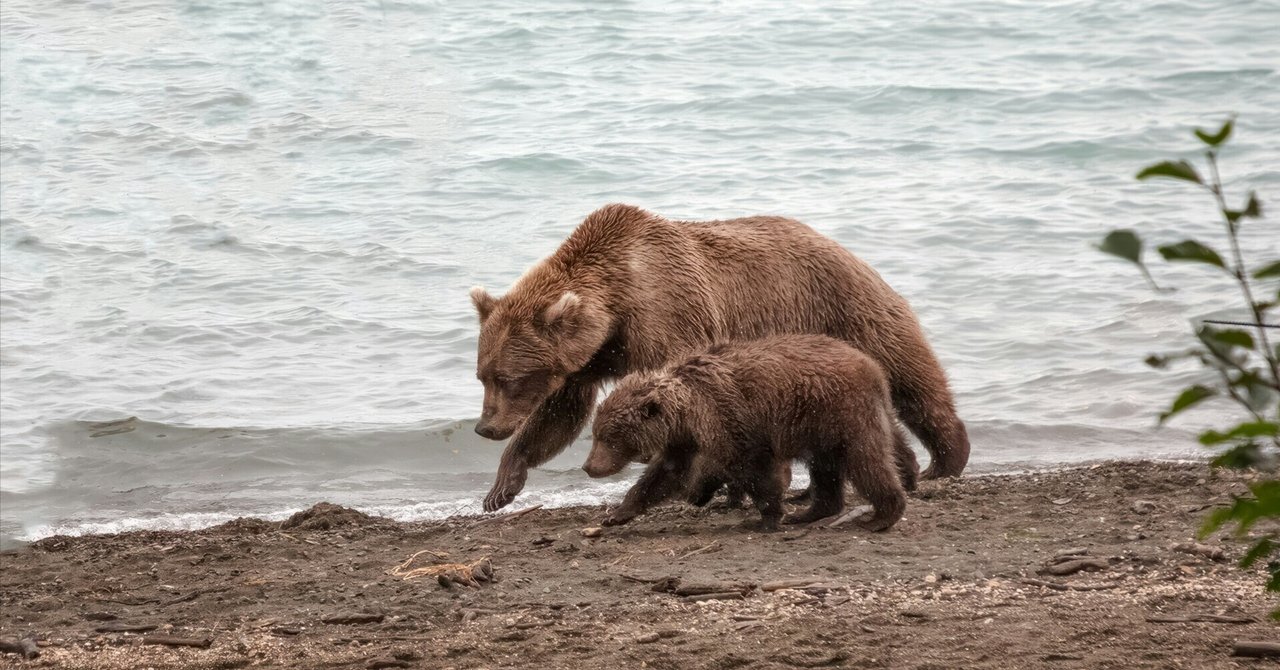 スピフルで得たDevExへの挑戦｜Koki Kono