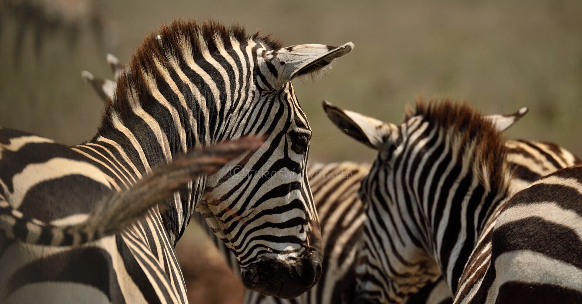 フォト/ビデオグラファーTAKASHI IWAMOTO｜note