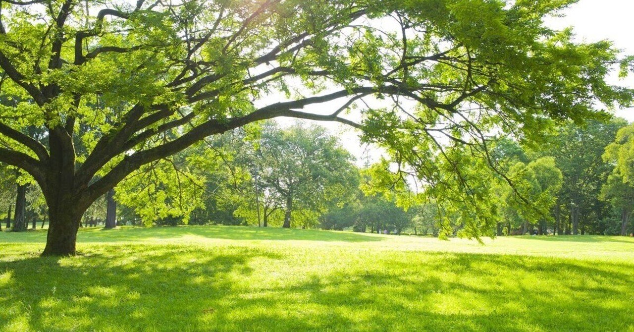 老人と公園｜Yukio.A