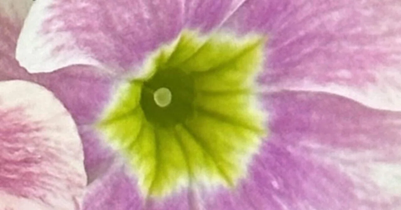 PRIMULA OBCONICA - TOUCH ME PINK｜EGGSEED