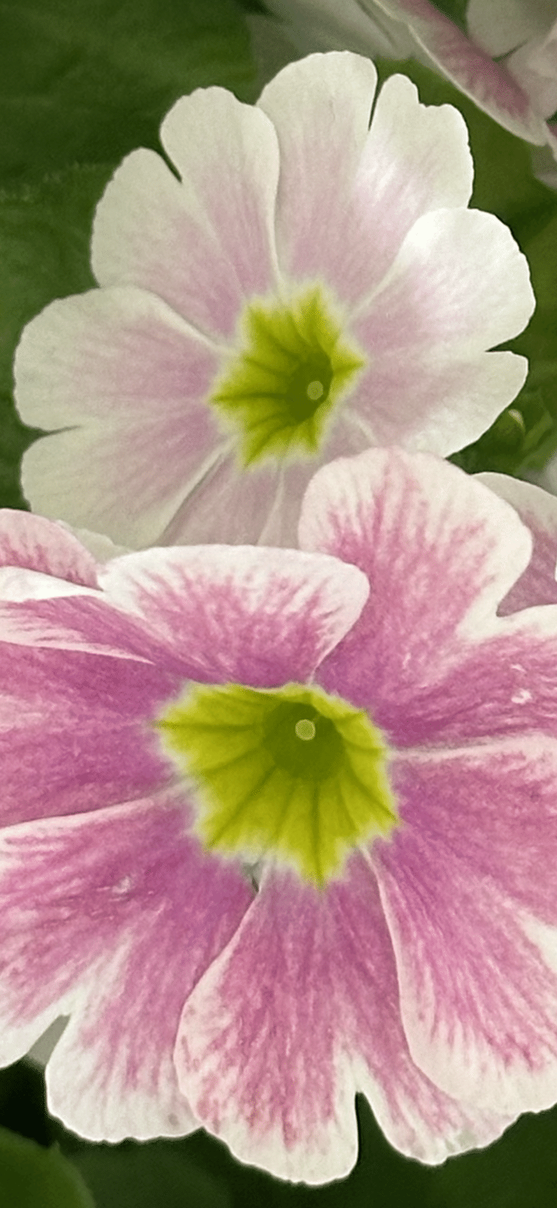 PRIMULA OBCONICA - TOUCH ME PINK｜EGGSEED