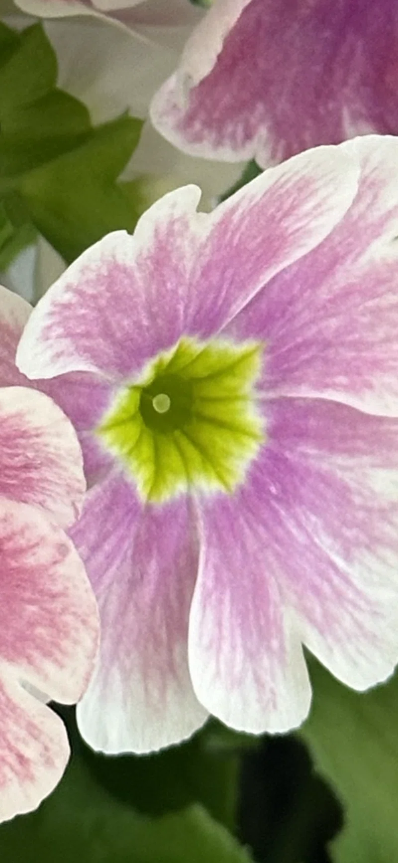 PRIMULA OBCONICA - TOUCH ME PINK｜EGGSEED