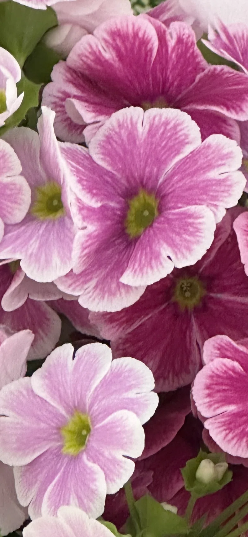 PRIMULA OBCONICA - TOUCH ME PINK｜EGGSEED