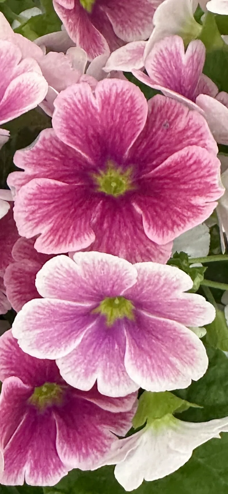 PRIMULA OBCONICA - TOUCH ME PINK｜EGGSEED