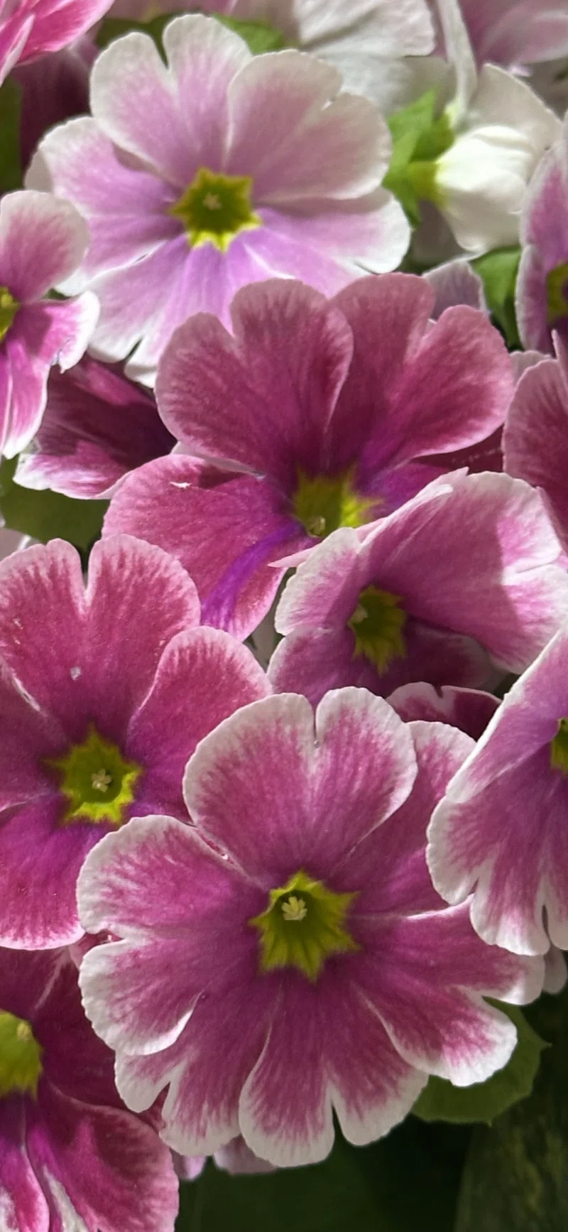 PRIMULA OBCONICA - TOUCH ME PINK｜EGGSEED