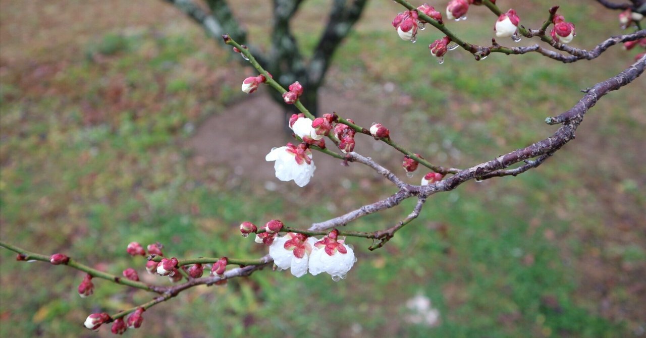 雫と梅｜mao_asobi