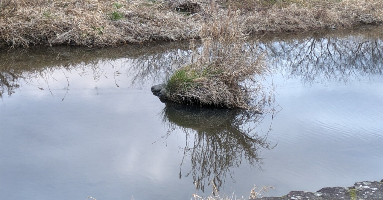 2巻176番~作者 作者不詳(舎人)｜ichiro70