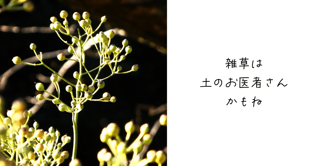 腐葉土の謎に迫る①｜Ms'HIRO