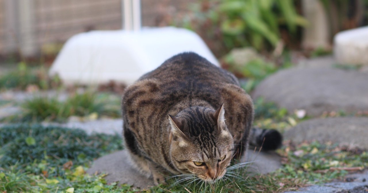 怒るのは無駄♪｜紅＝猫の瞳に恋する執事 Ti amo♡ ＃キジトラ ＃note ＃小説 ＃エッセイ ＃猫がいる幸せ