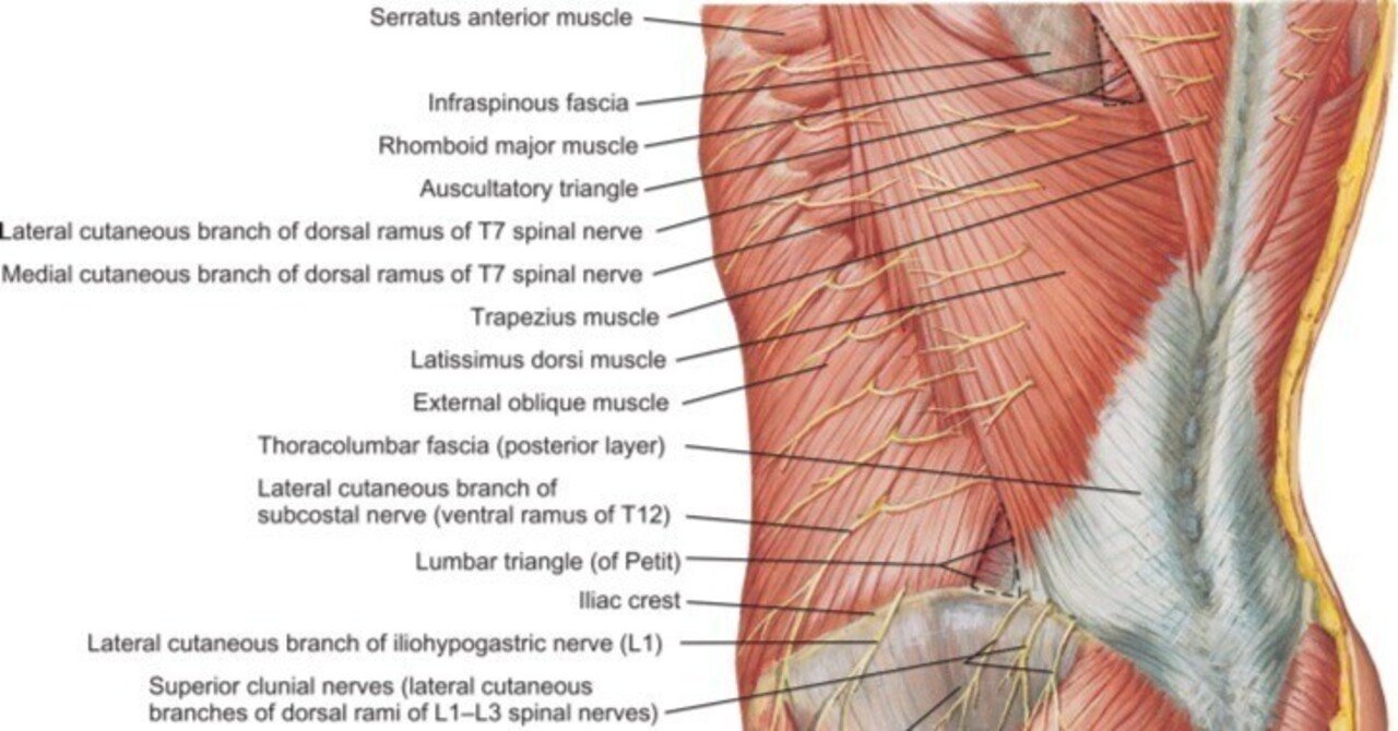 筋膜と癒着・線維化プロセス｜Brain storm conditioning 〜 脳からコンディショニング