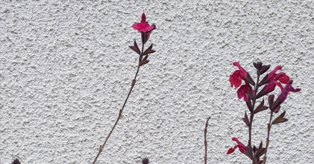 『里恋詩くて・・・熊野・高野』紀伊を愛した怒涛詩人さとちゃんを忘れない【418】｜ichiro70