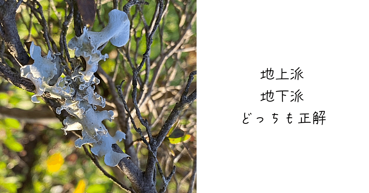 腐葉土の謎に迫る④｜Ms'HIRO