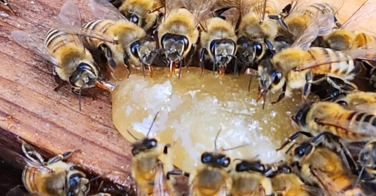 【養蜂生活1024日目】｜yabusan（823）