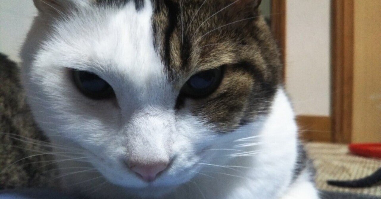 ひとつになったら｜shironeko