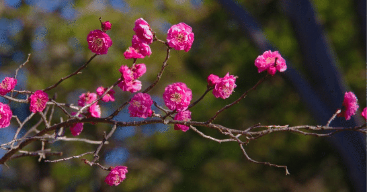 伴走者ノゾム@TSL/Tsubasa Spilit Laboratory｜note