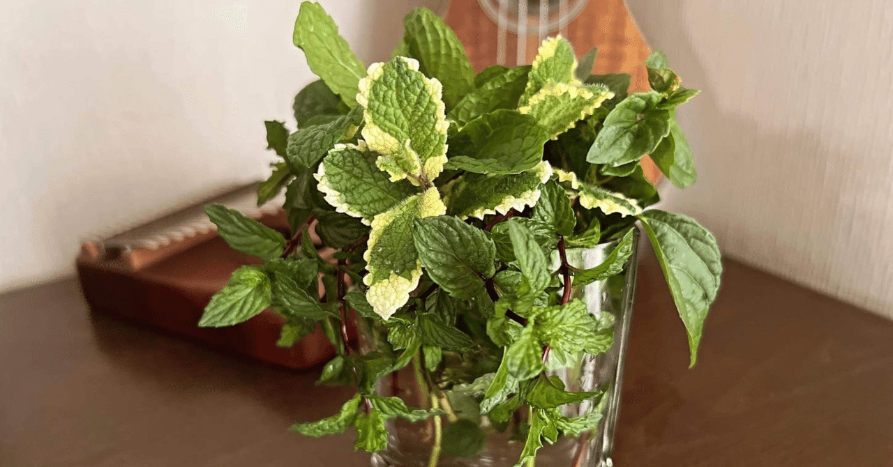 ストーブの前で丸まってくる！｜さく