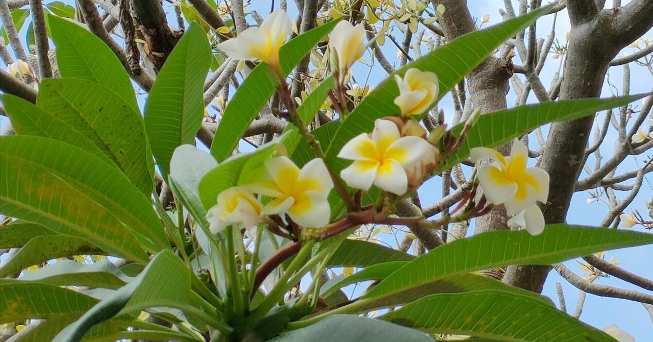 Plumeriaについて｜Tomomi
