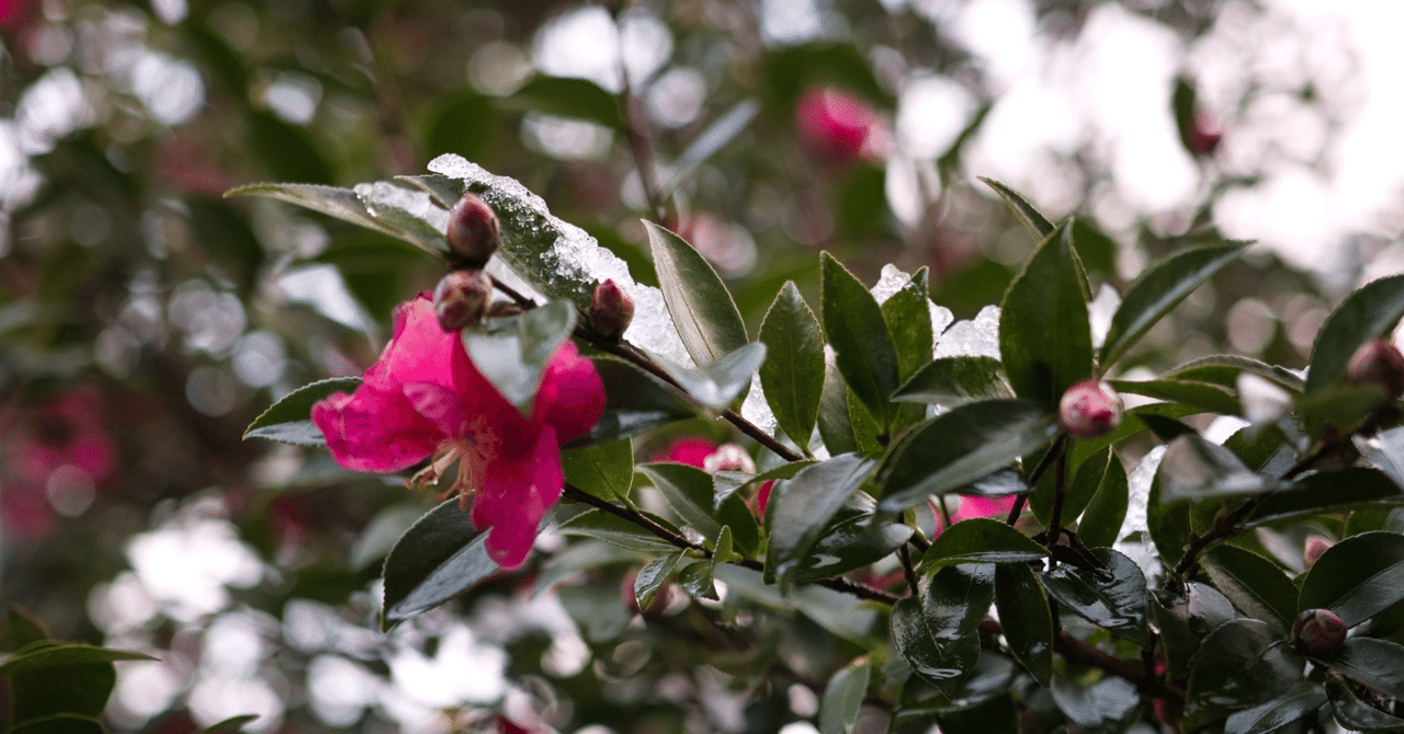 kuronekomarimo｜note