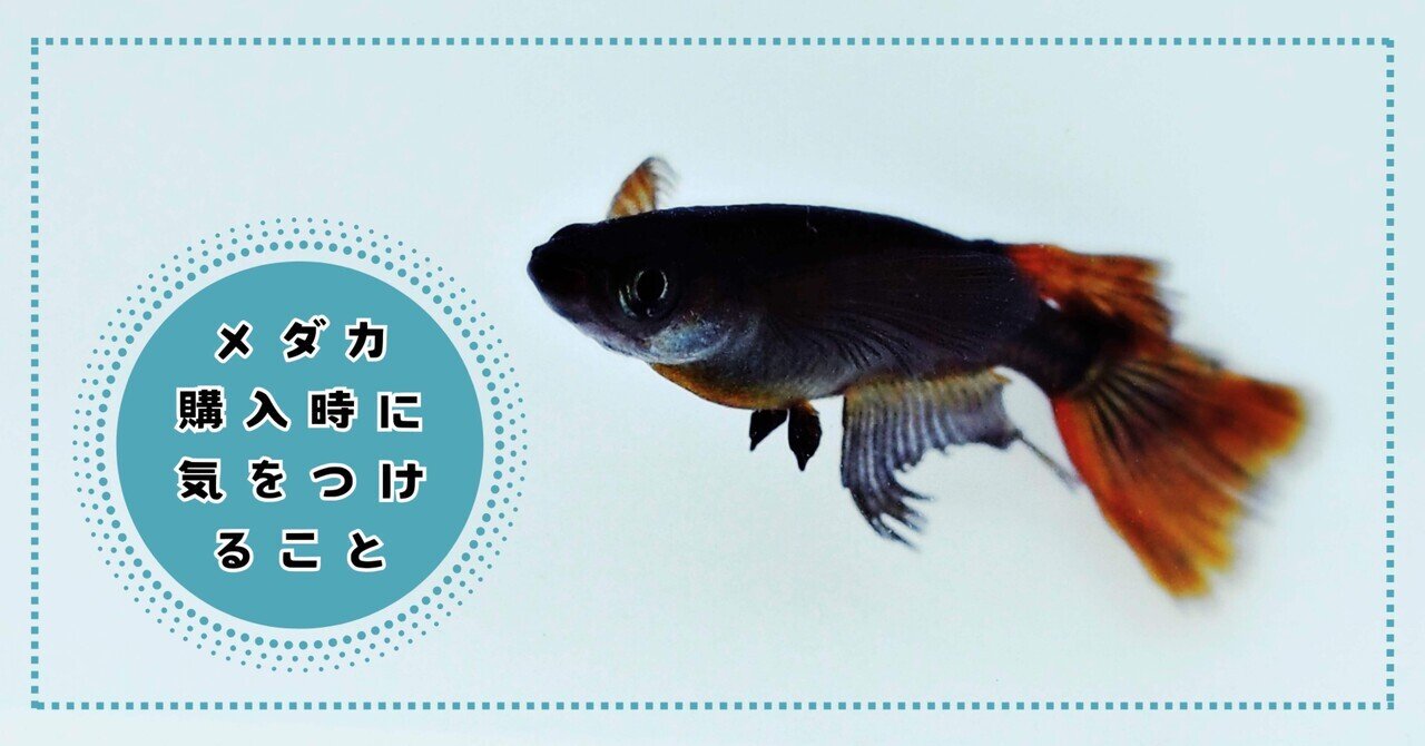 メダカ購入時に気をつけること｜MKD.023