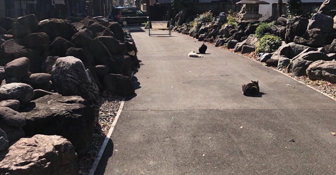 『PERFECT DAY S』｜catcatcat