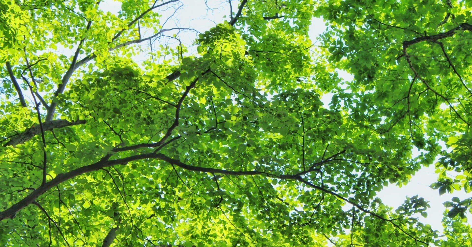 kanoko_fortune｜note