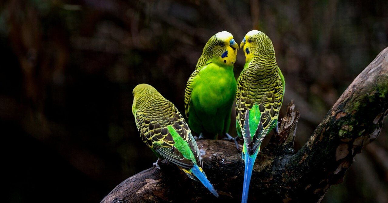 RAGの精度を向上させる~Self-Reflective RAG~｜tlo_oly