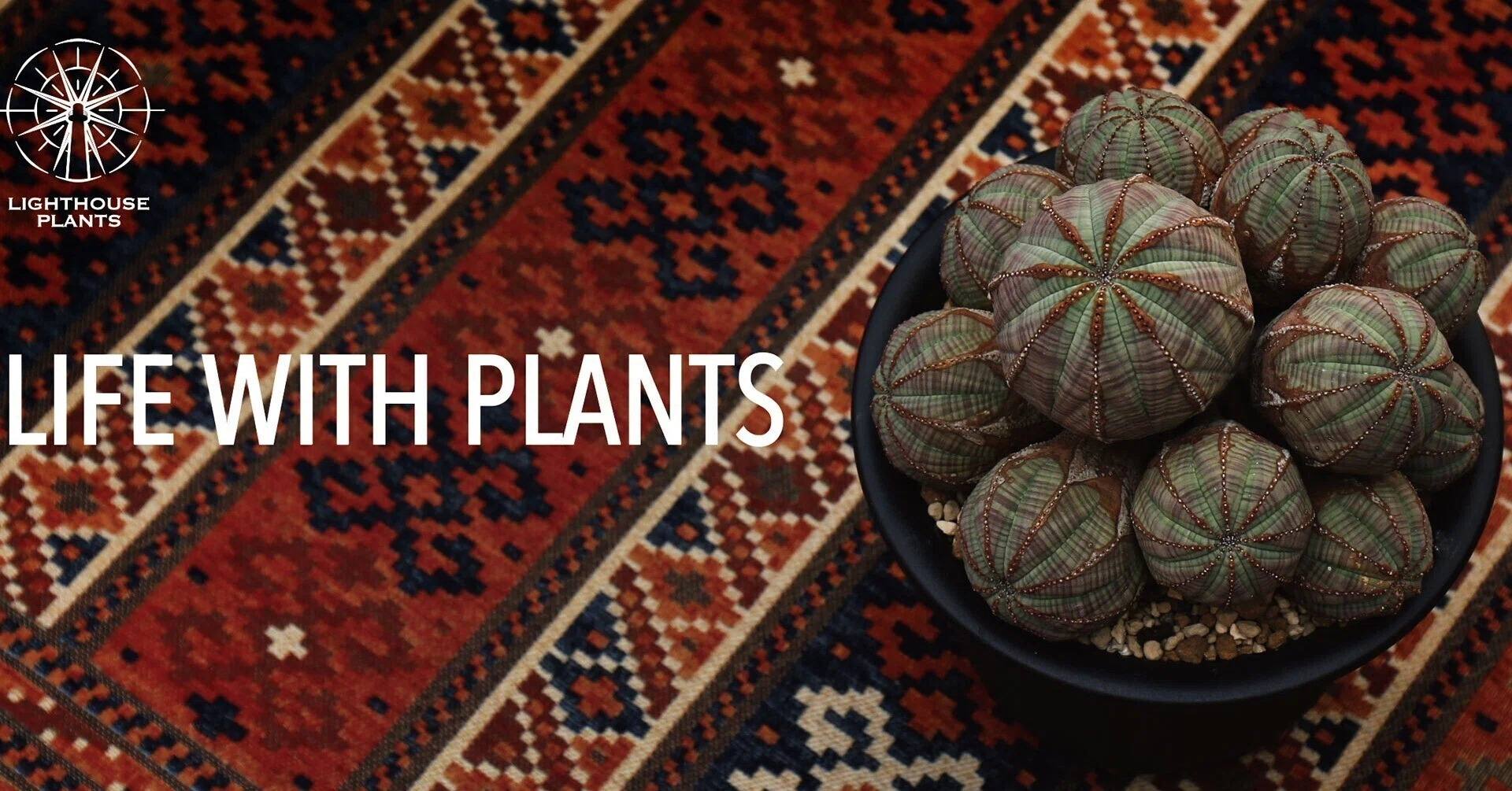 LIGHTHOUSE PLANTS - ライトハウス プランツ｜note