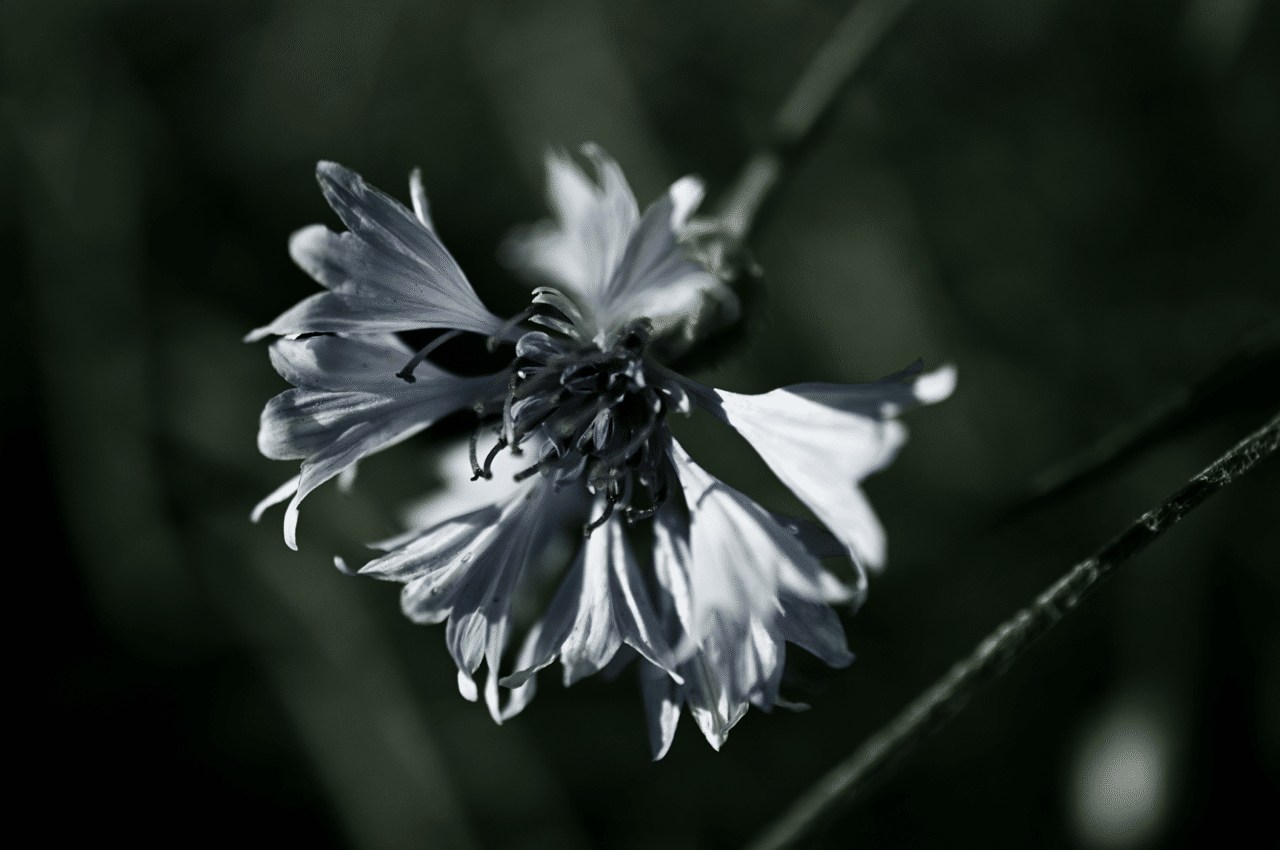 色褪せかけ、日に当たり。｜Shinichi Sendagi