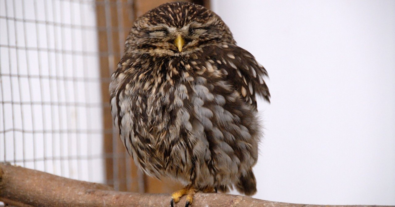 コキンメフクロウ Little Owl｜M_ayumi