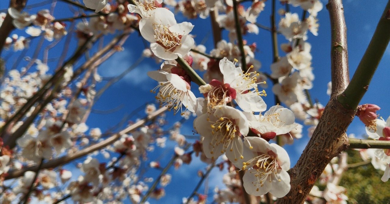 梅の季節｜オノダダンゴ