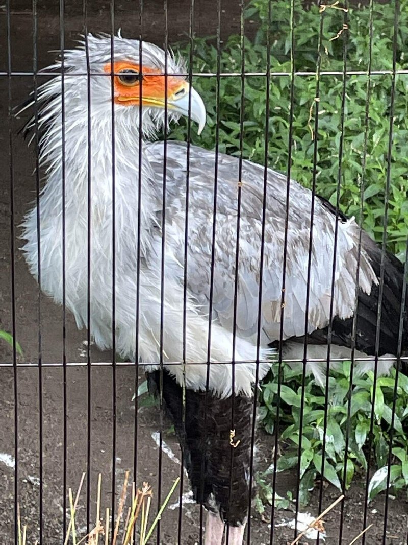 気が気で無いのにやる気出ない。｜達川 初（Hatsu Tatsukawa）