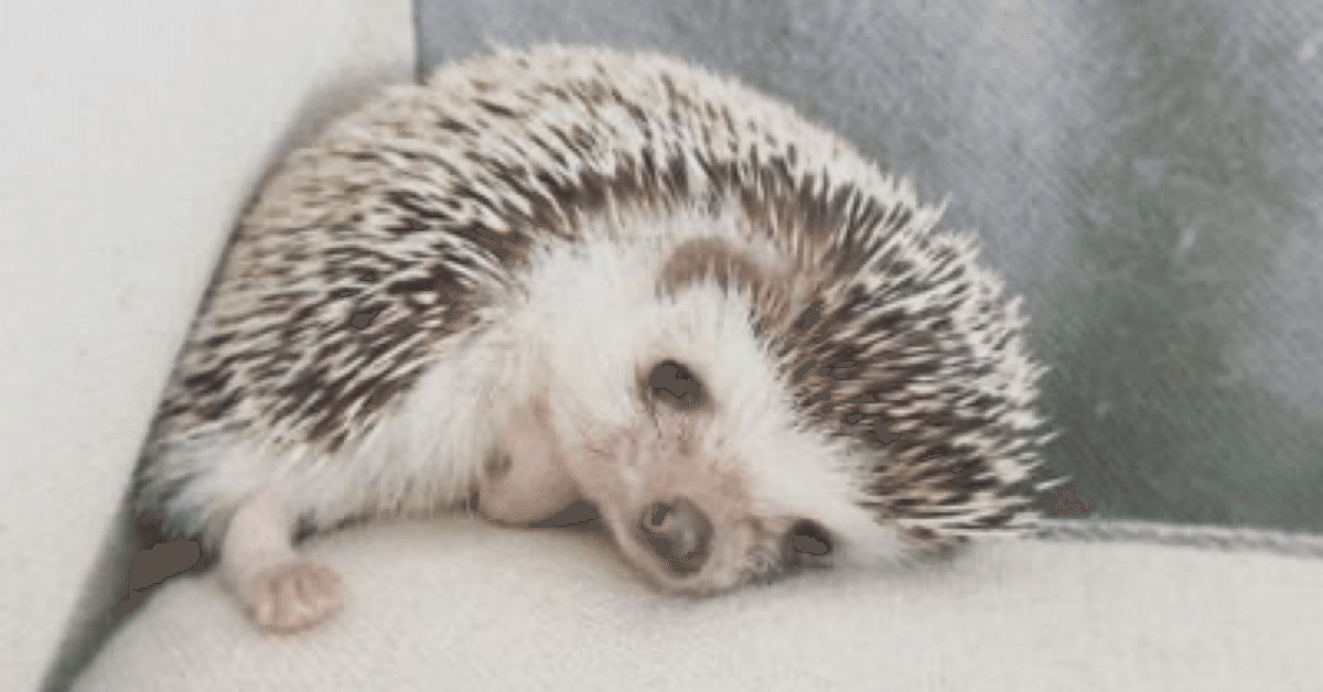 気が気で無いのにやる気出ない。｜達川 初（Hatsu Tatsukawa）