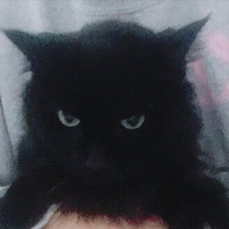 Prismaでjoinする｜Kiwi the Neko